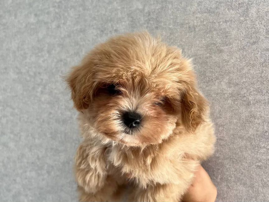 Щенки Мальтипу Ф1