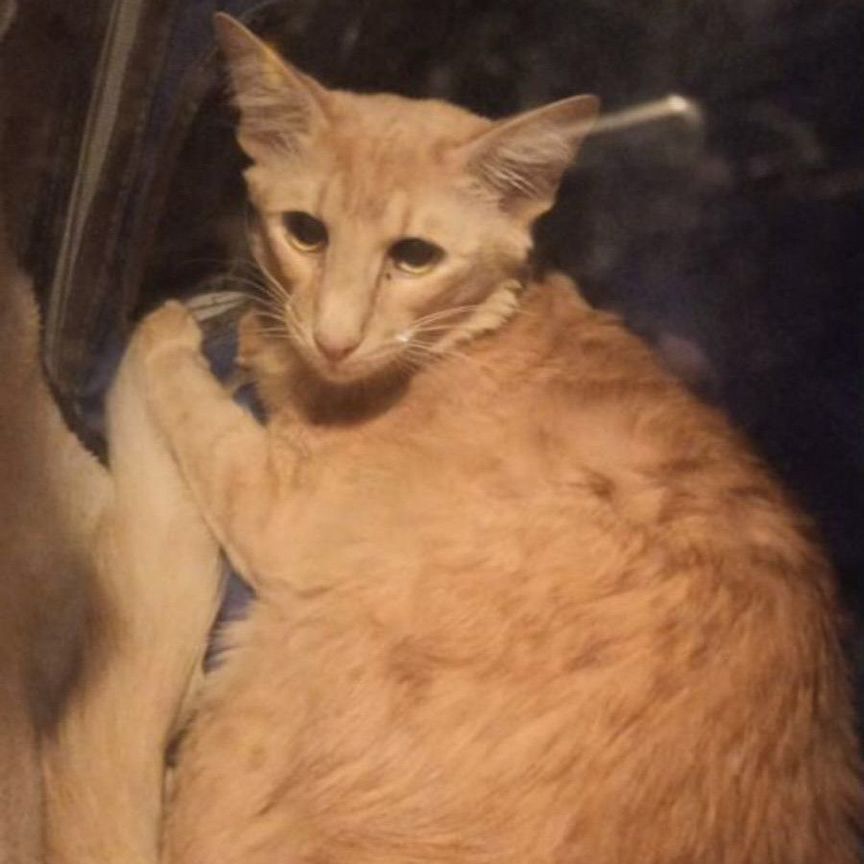 Ориентальная кошка