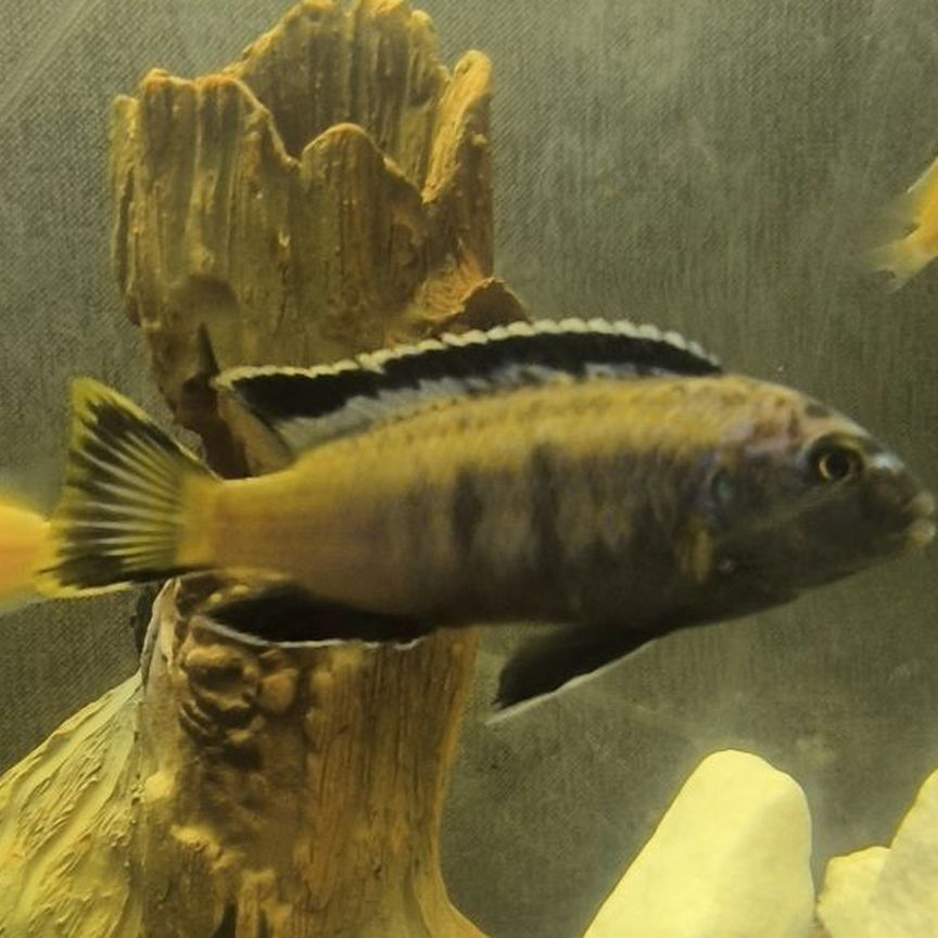 Аквариумные рыбки