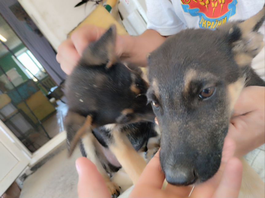 Щенки немецкой овчарки черные