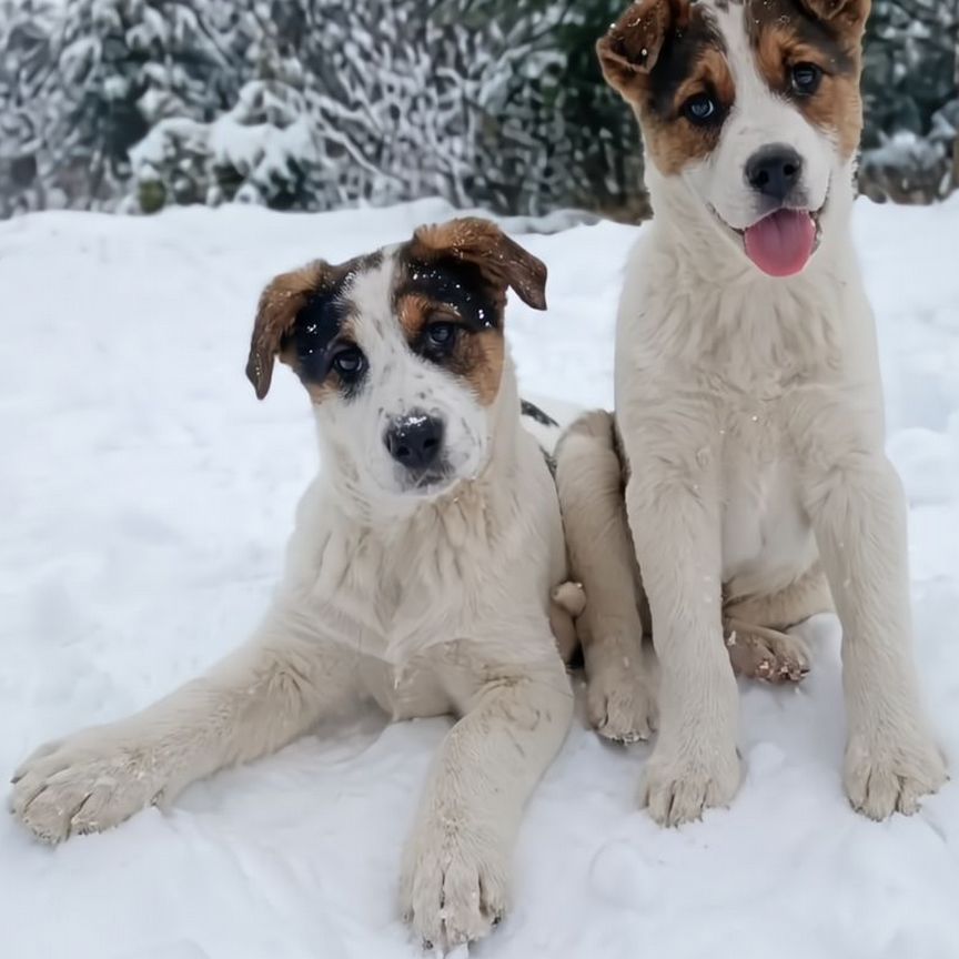 Щенок в добрые руки