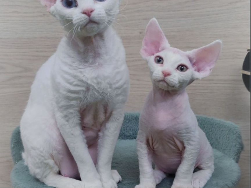Котята девон-рекс