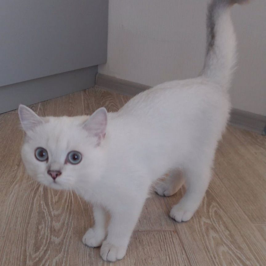 Отдам даром котенка