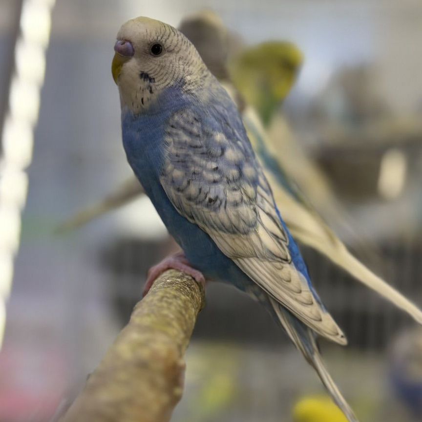 Попугай Волнистый Малыши Птенцы