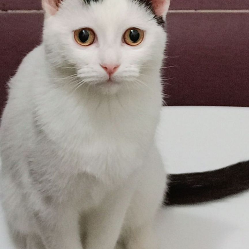 Котенок Муся в добрые руки