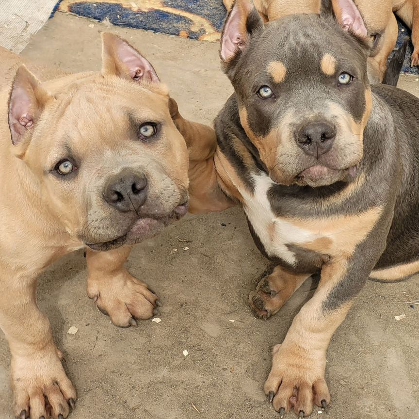 Американский булли, щенок