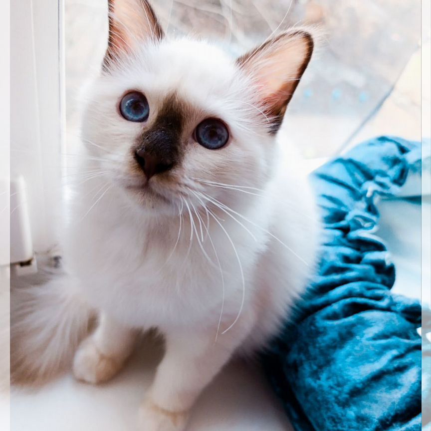 Котята священная бирма