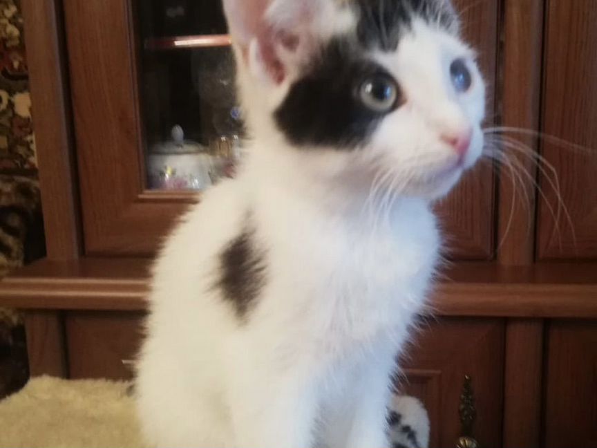 Кошечка, которая ждет