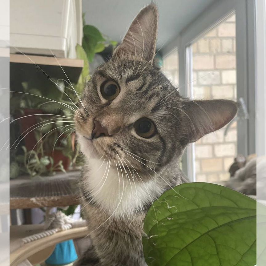 Взрослый кот в добрые руки