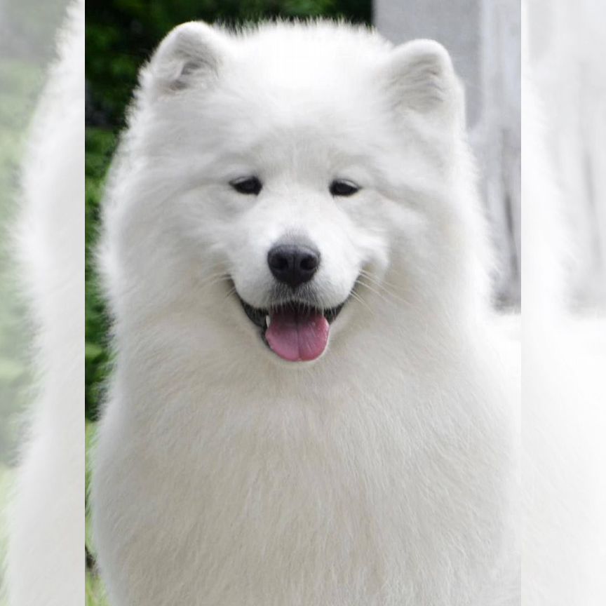 Самоедская собака, взрослая