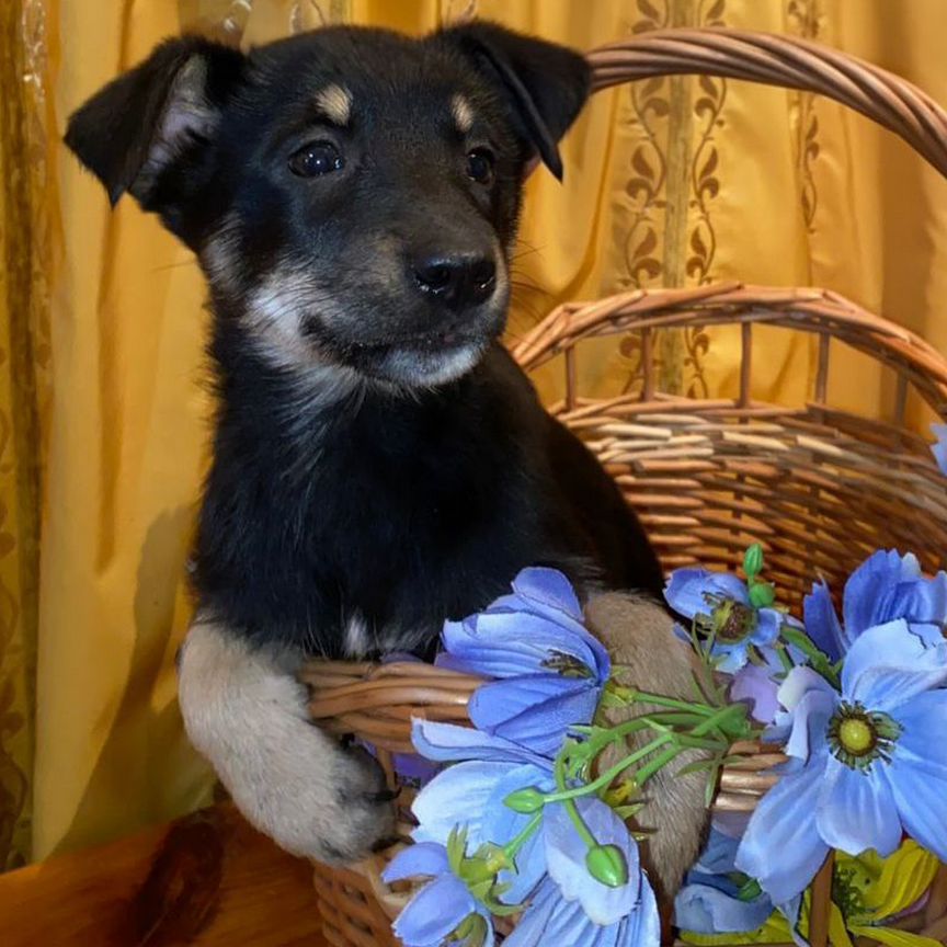 Щенок в добрые руки