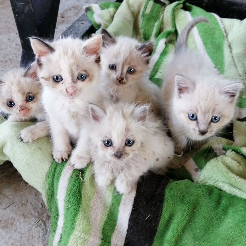 Котята в добрые руки