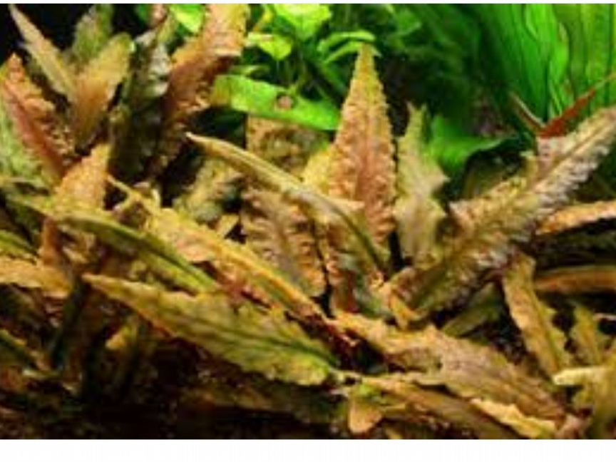 Аквариумное растение криптокорина