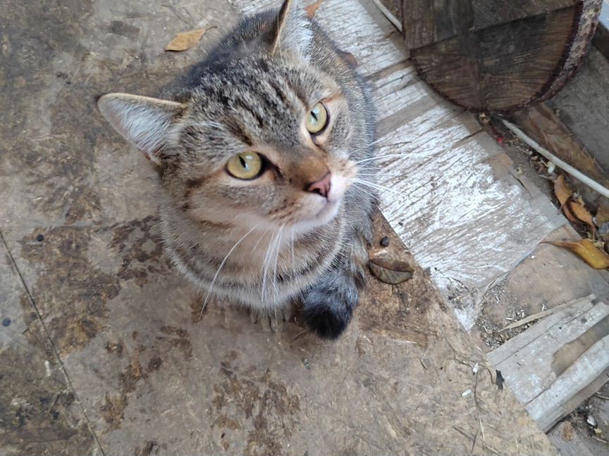Кошечка
