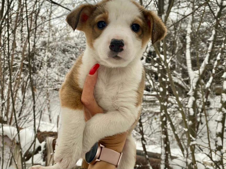 Щенок