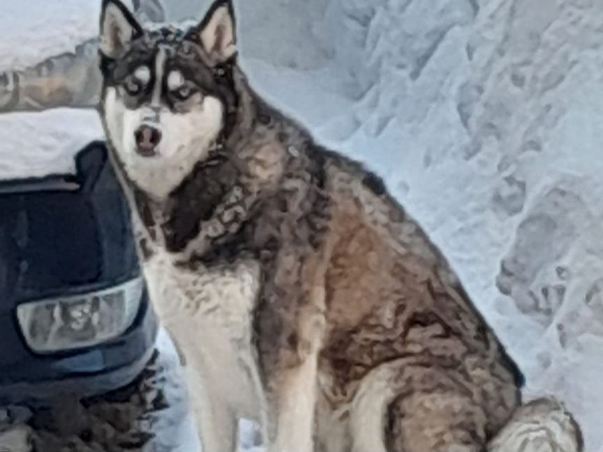 Чья собака - потеряшка на Минской