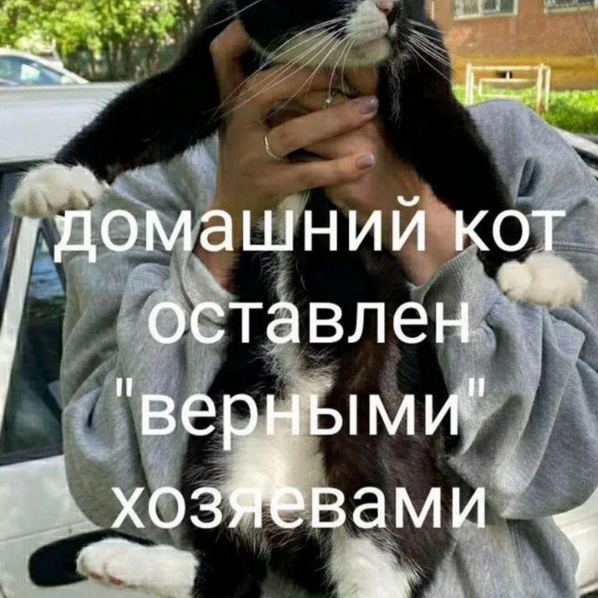 Взрослая кошка в добрые руки