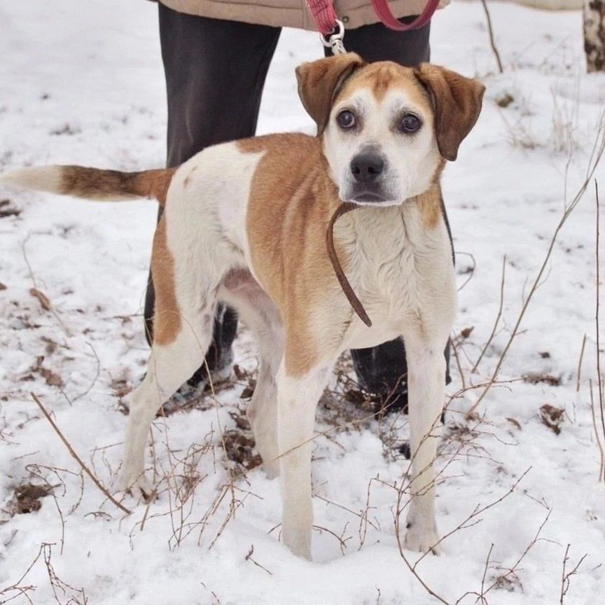 Слепая Фанни бигль