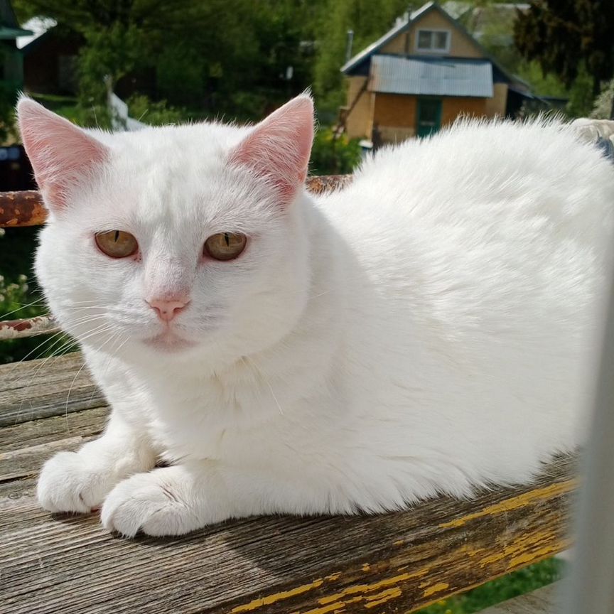 Взрослая, кошка в добрые руки