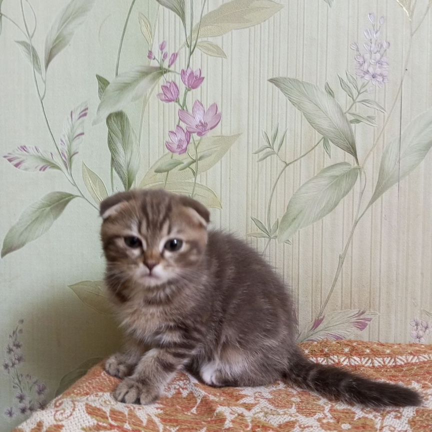 Шотландские вислоухие котята
