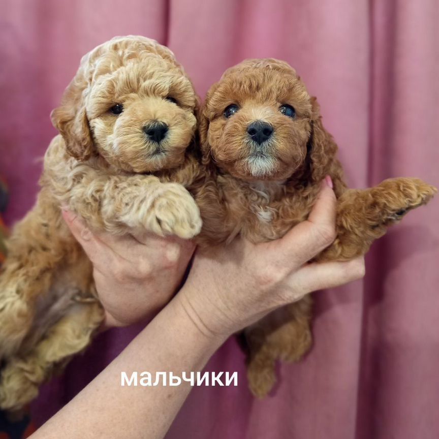 Той-пудель, щенок