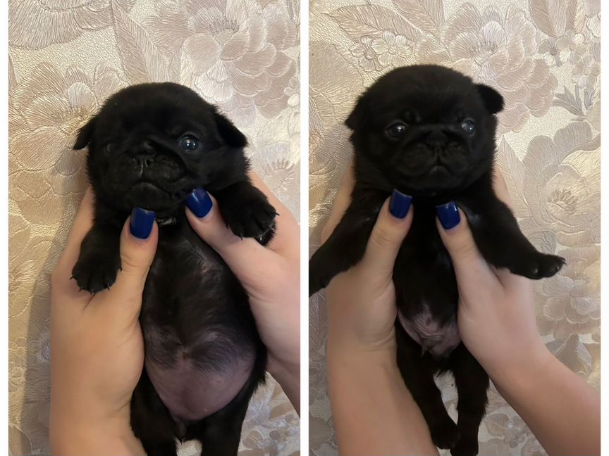 Щенки мопса