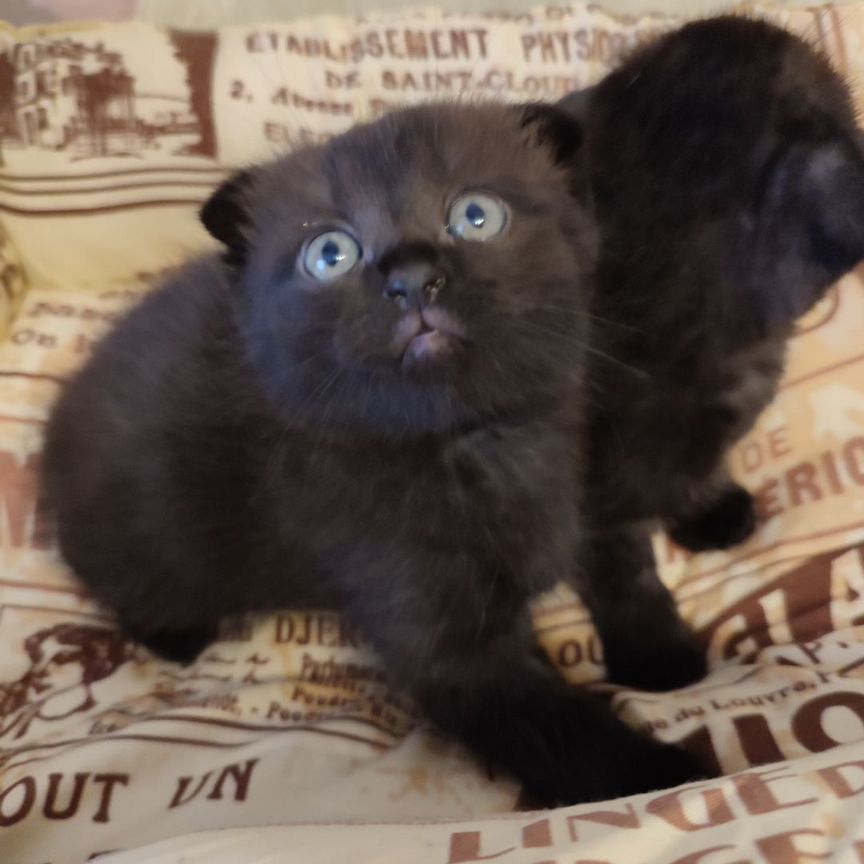 Шотландские котята