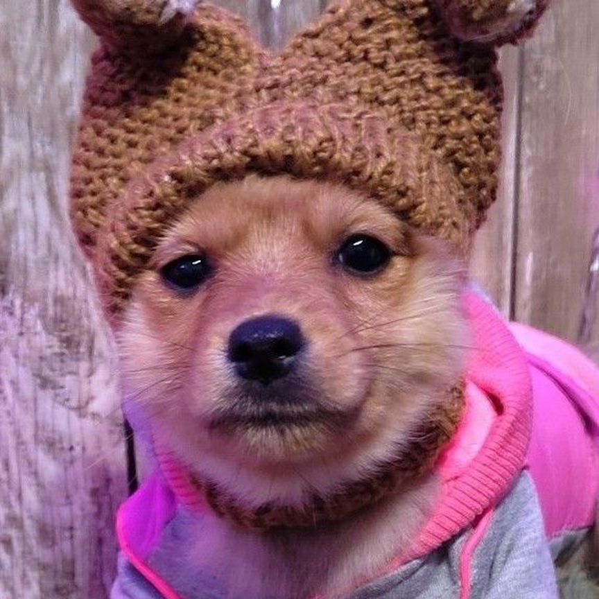 Лисичка