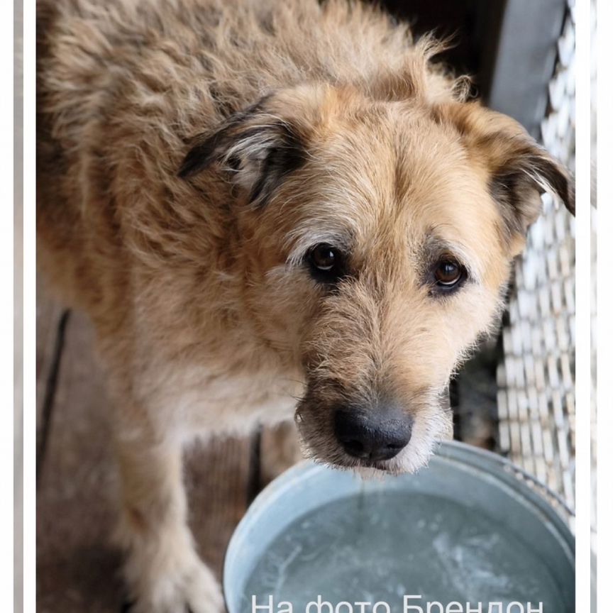 Взрослый пёс в добрые руки