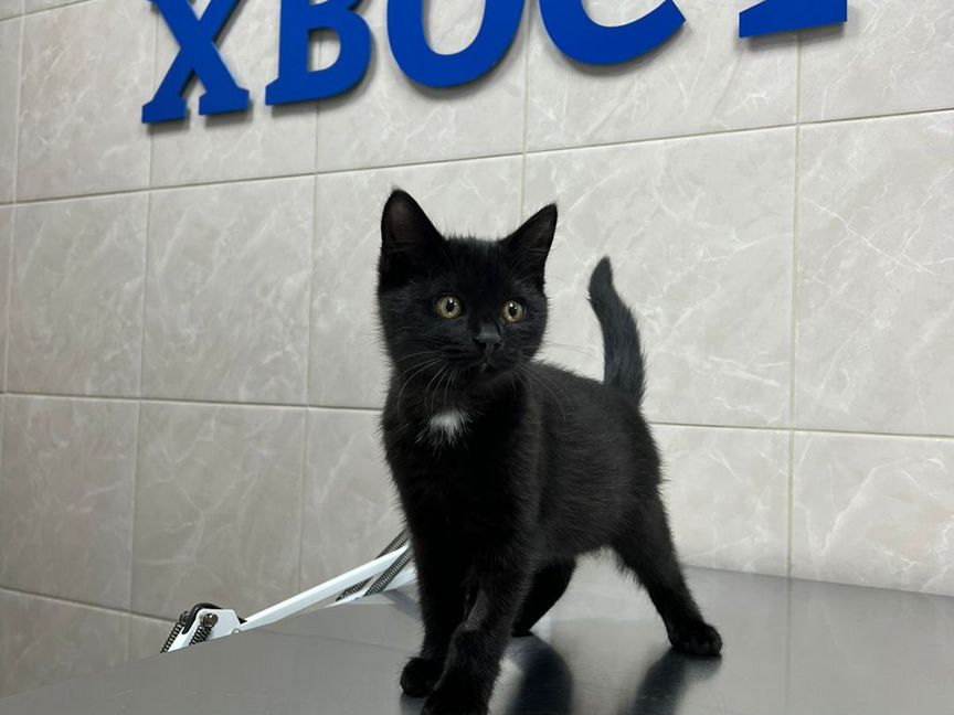 Котенок