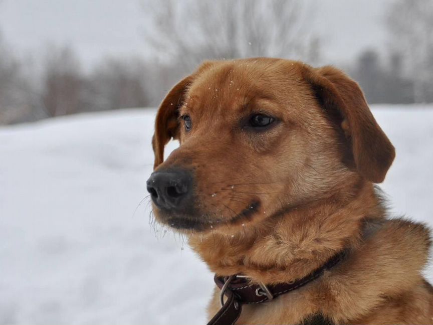 Собака в добрые руки