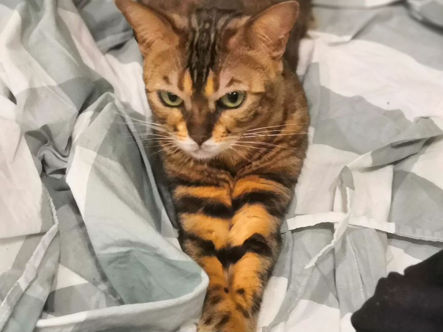 Бенгальская кошка