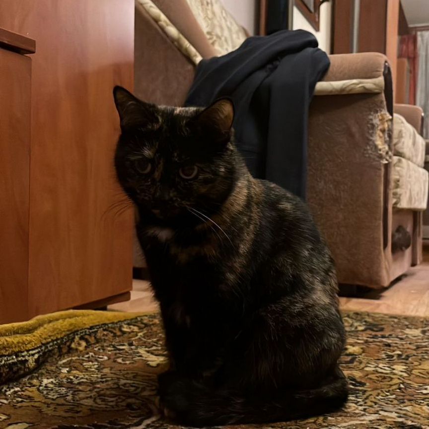 Кошка