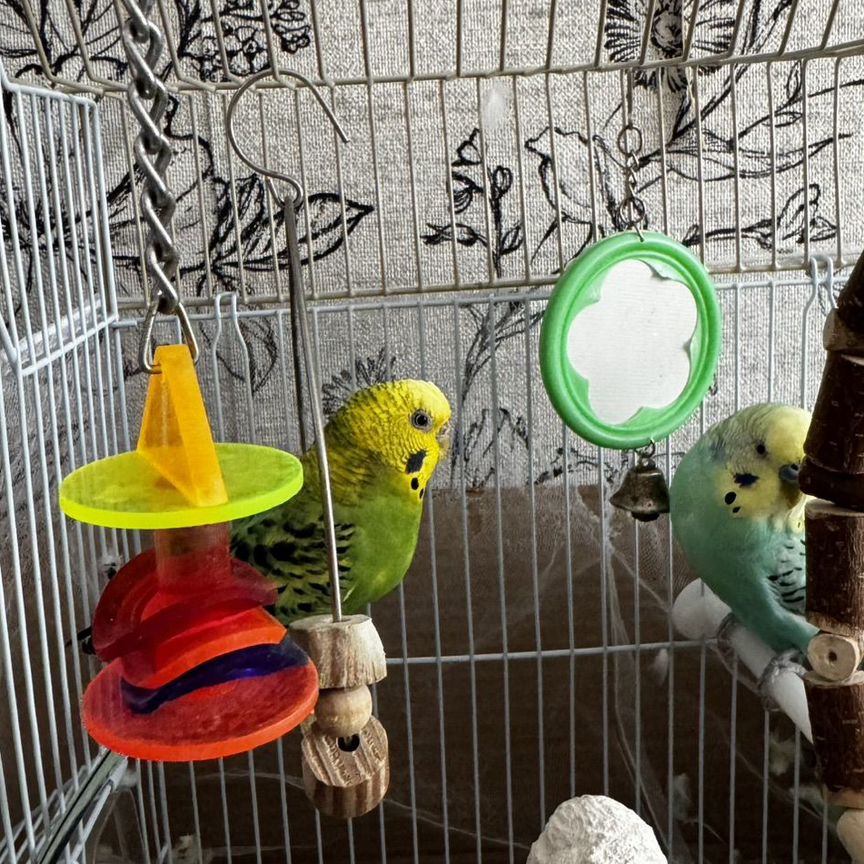 Попугаи волнистые