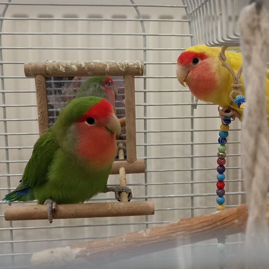 Попугаи неразручники с клеткой