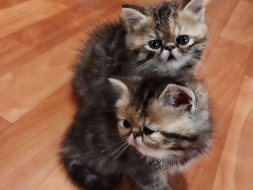 Экзотическая