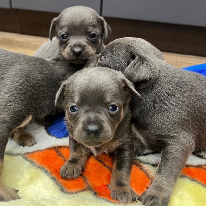 Русский той-терьер, щенок