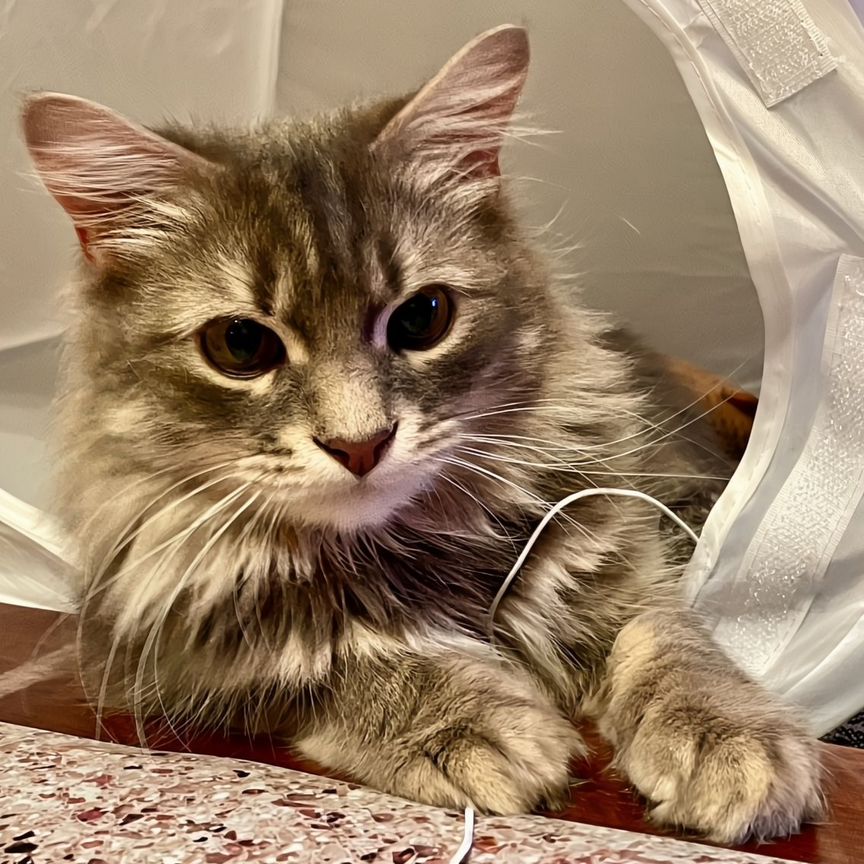 Взрослый кот в добрые руки