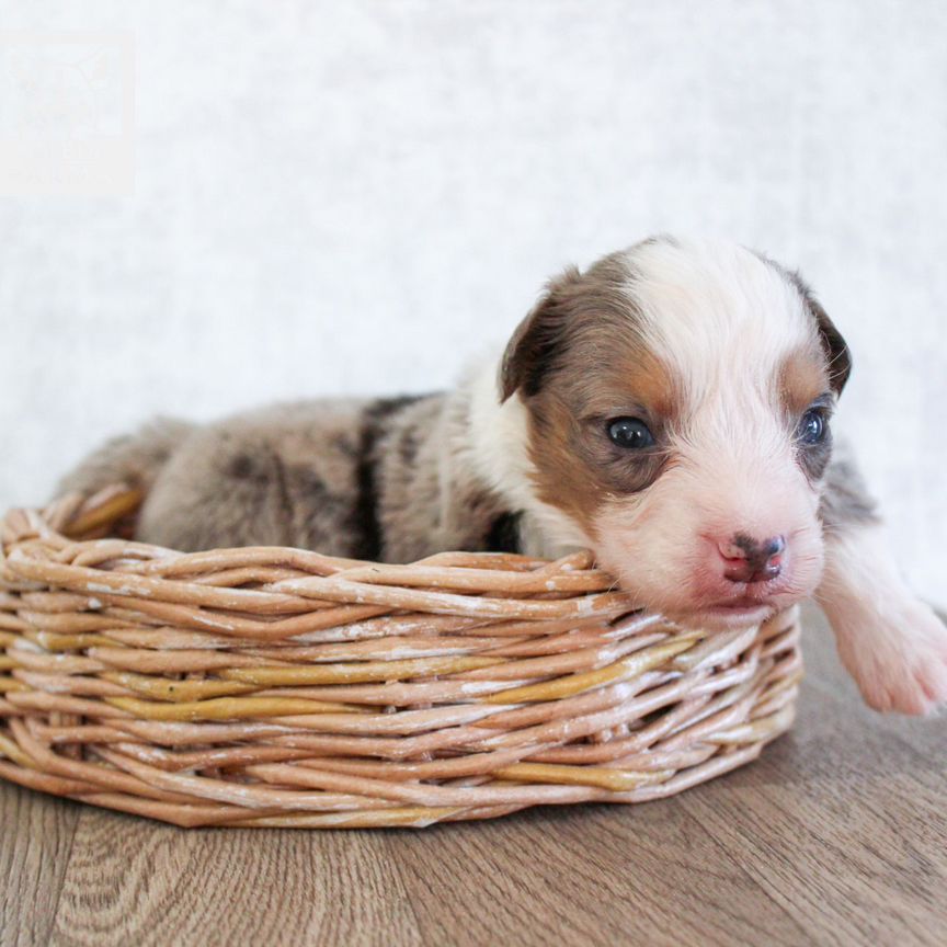 Мраморный корги