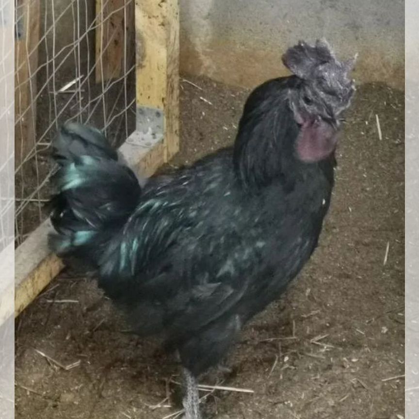 Петух ухейилюй