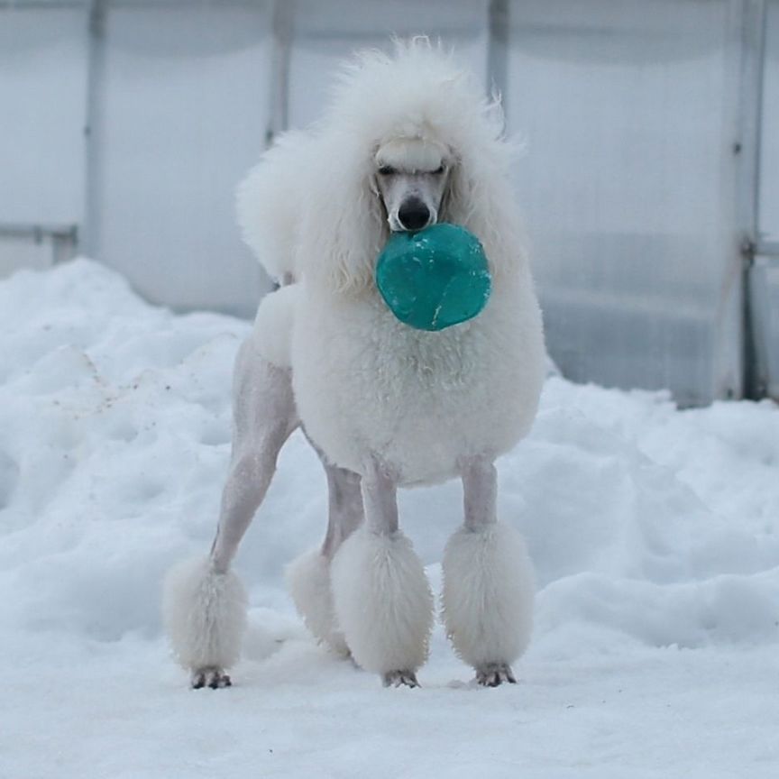 Королевский пудель