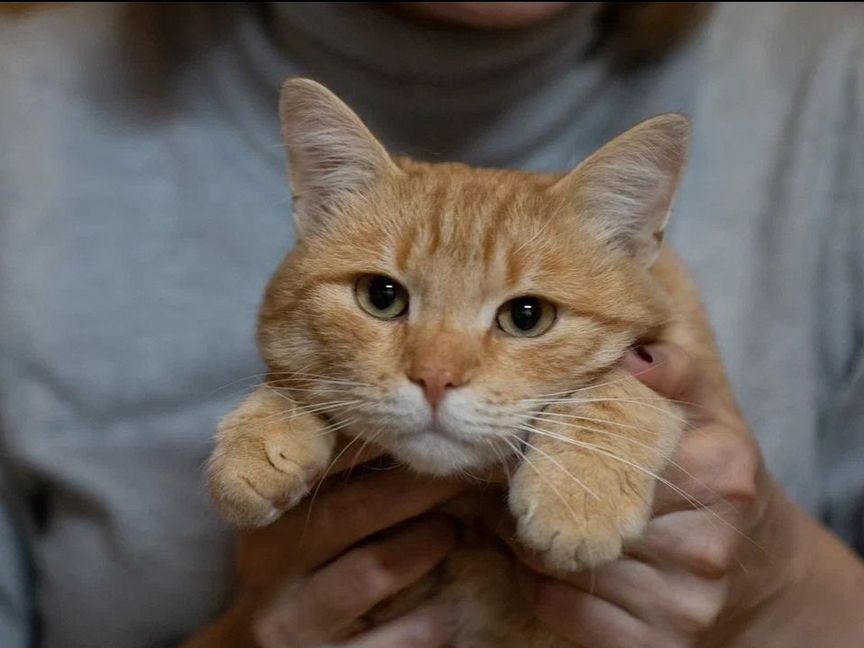 Рыжий котик Аполлон в поисках дома