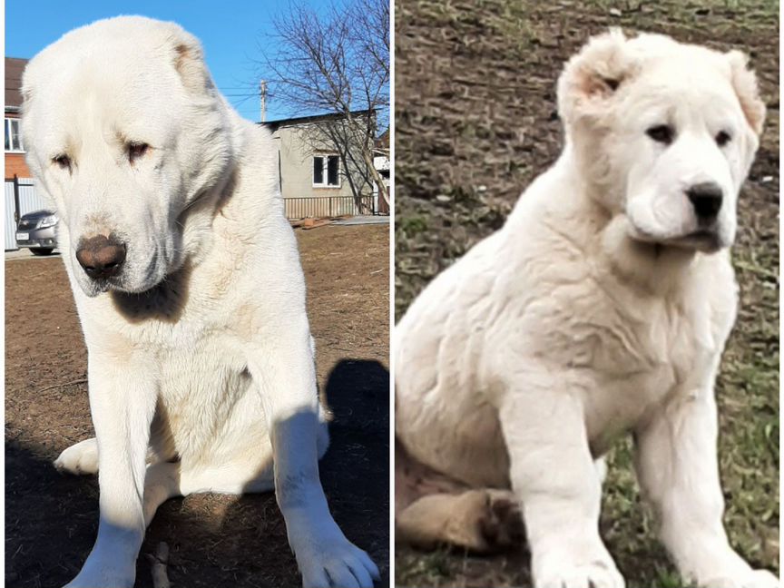 Щенок среднеазиатской овчарки