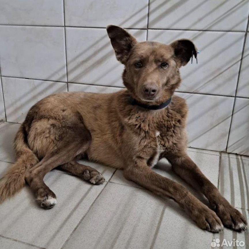 Собака в добрые руки мальчик кобель