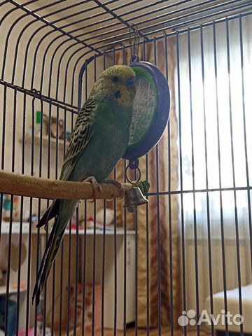 Волнистый попугай