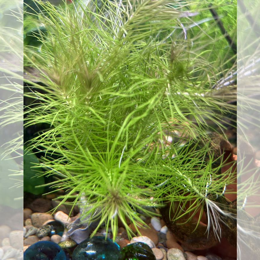 Аквариумные растения прополка