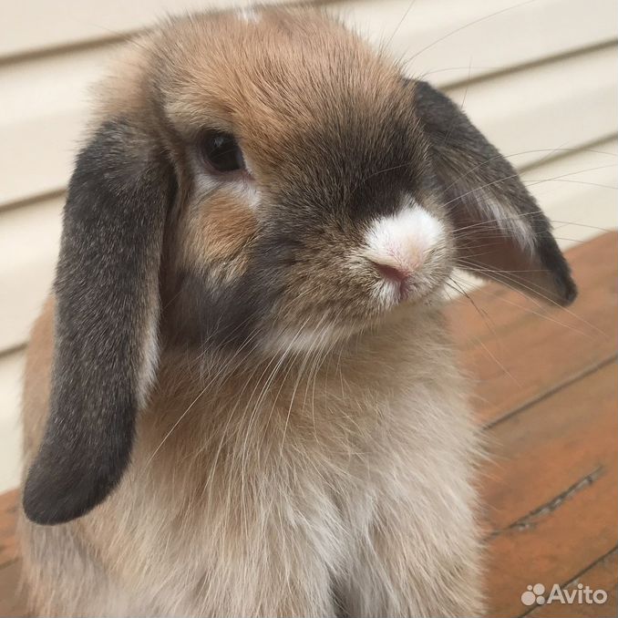 Кролик для вязки