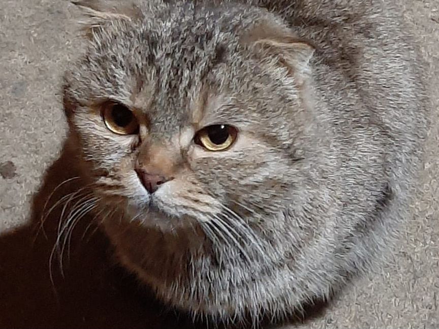 Миниатюрная кошечка ждет хозяев