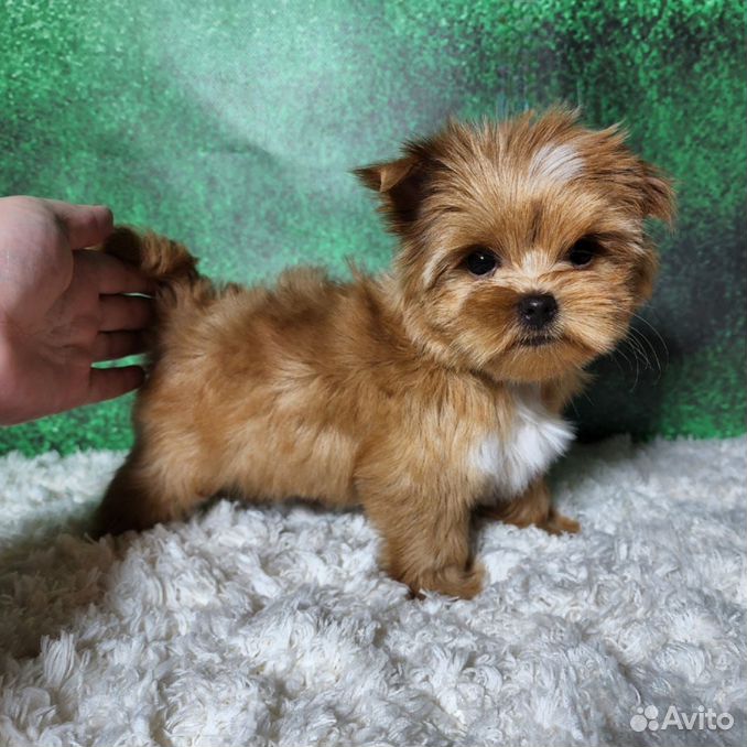 Кроха голддаст йорк вес 1,5кг