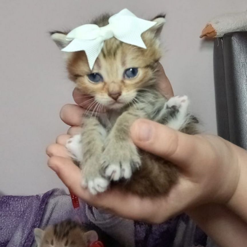 Котята в добрые руки 1 месяц
